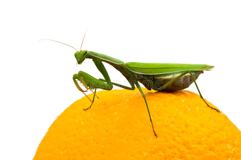 Mantis (Apteromantis Aptera) Stock Photo - Image of invertebrate ...