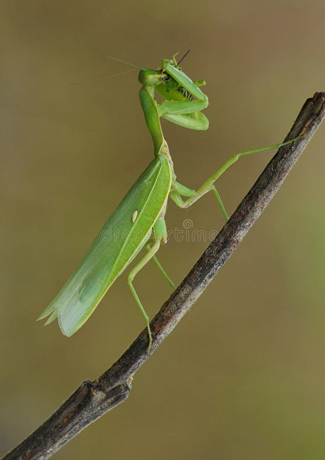 Mantis Perching on a Branch Stock Image - Image of insect, animal ...