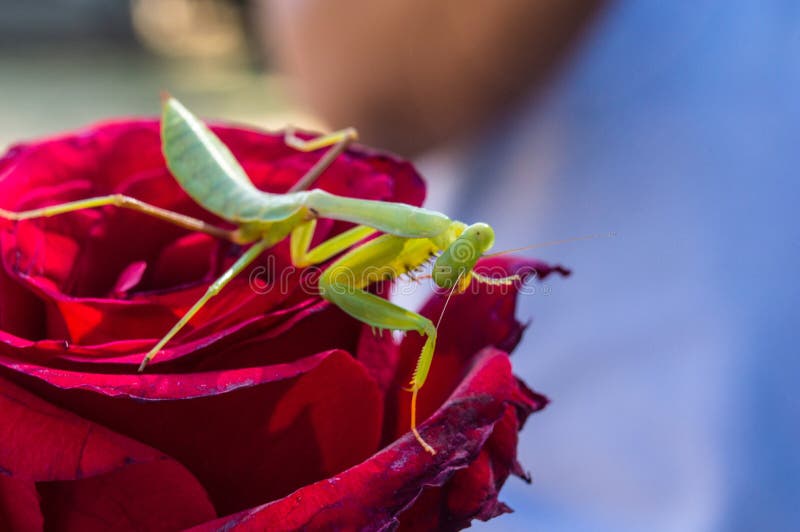 Mantis on the Petal Red Flower Stock Image - Image of beautiful, catch ...