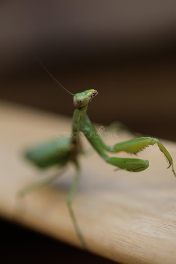 The Mantis Picked Up the Goal Green Mantis Insect Macro Photo Stock ...