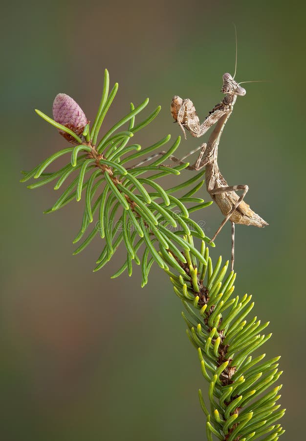 Mantis on pine stock photo. Image of wildlife, budwing - 24202258