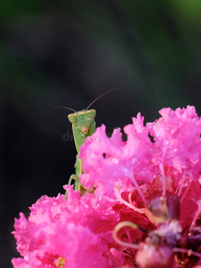 Mantis on pink flowers stock photo. Image of mantis, orange - 87484638