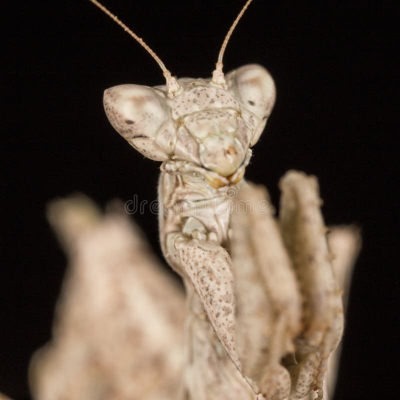 Mantis portrait stock image. Image of entomology, microscope - 92609031