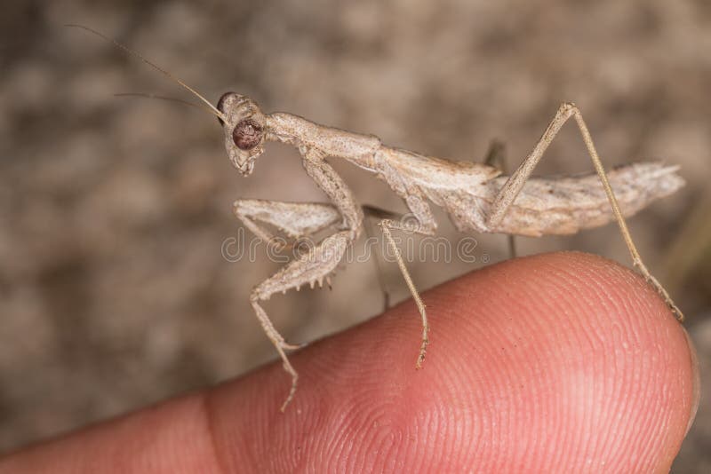 A mantis portrait stock image. Image of microscope, wildlife - 93020551