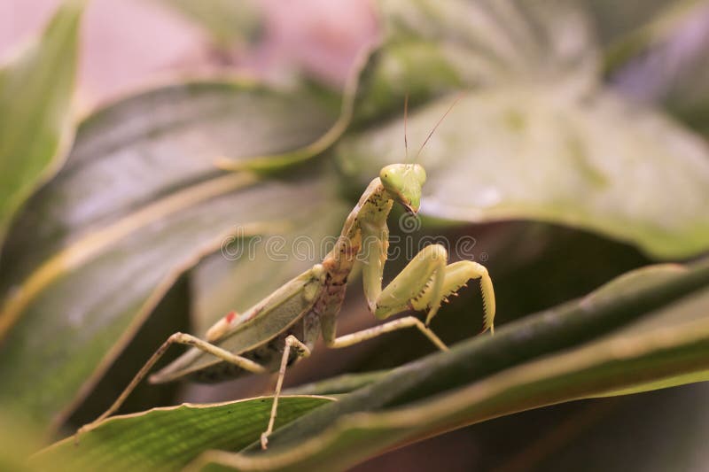 Mantis pose in a leaf stock photo. Image of pose, insect - 291501556