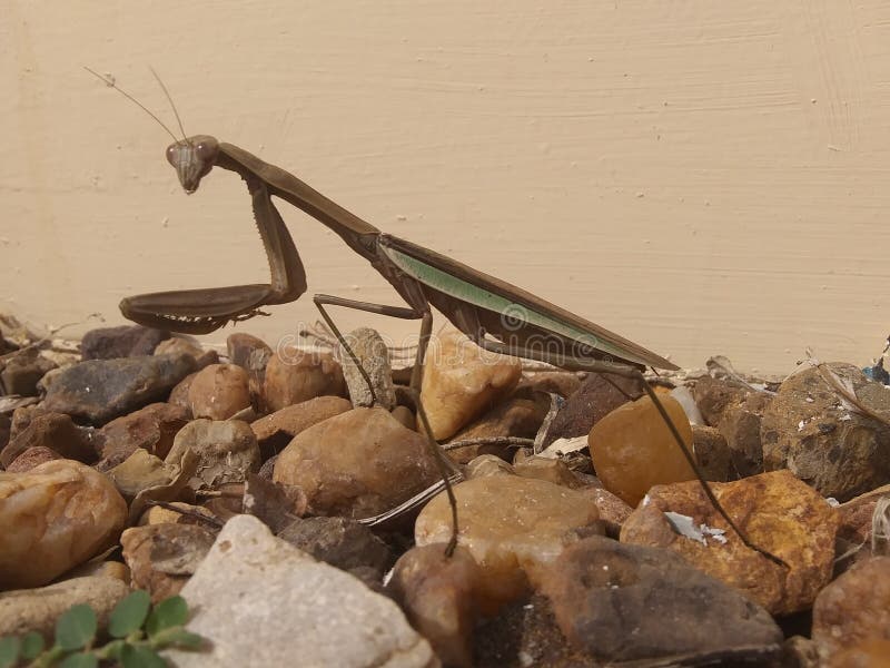 Mantis stock photo. Image of legend, pray, mantis, angel - 160332892