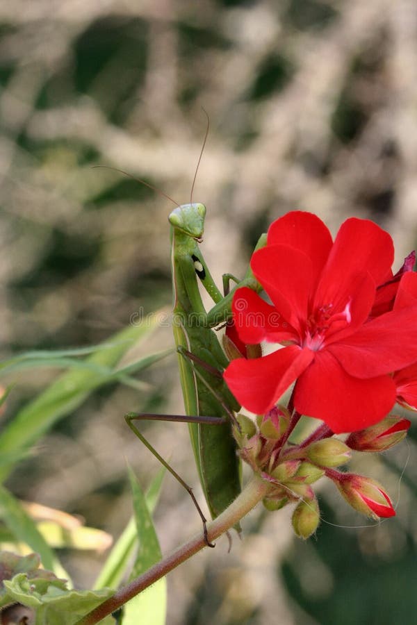 Mantis stock photo. Image of closeup, plant, biology - 97855926