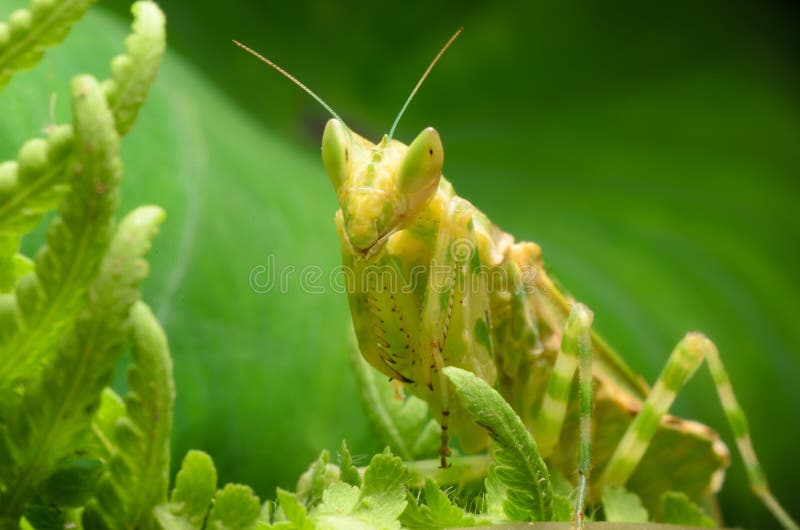 Mantis praying da flor foto de stock. Imagem de antena - 21498762
