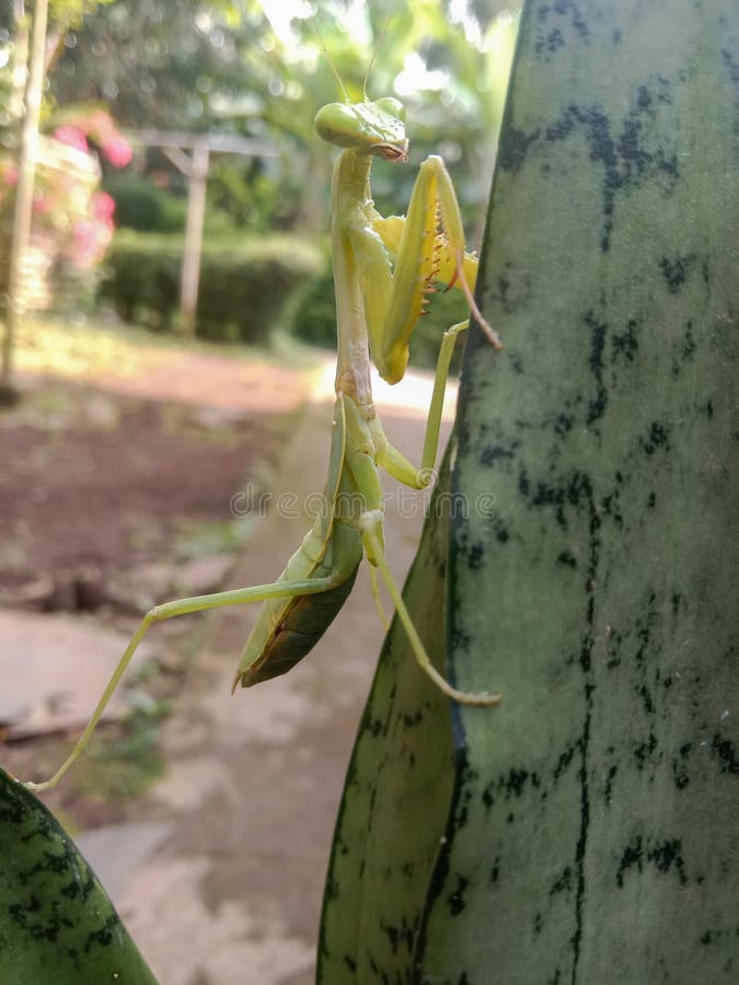 The Mantis or Praying Mantis is an Insect that Belongs To the Order ...