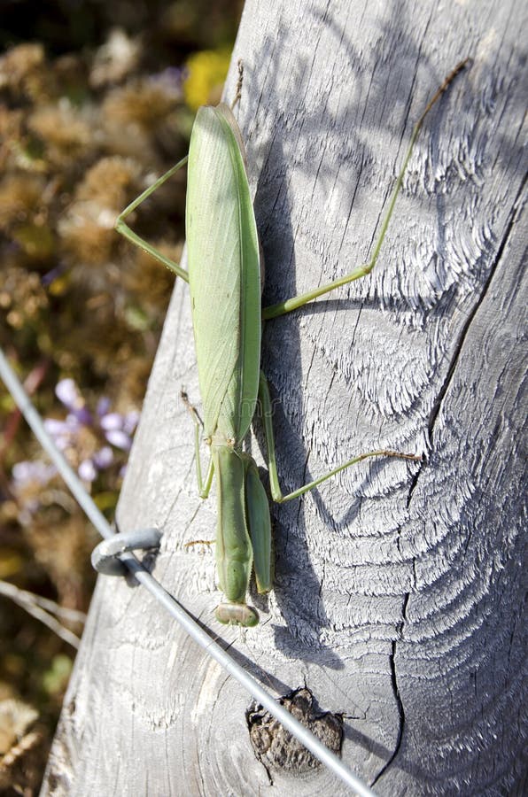 Mantis stock photo. Image of mantid, fence, insect, mantis - 80416378
