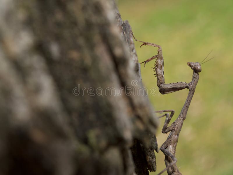 Mantis stock image. Image of tree, praying, mantis, prey - 106728075