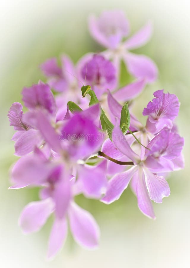 Mantis on purple Orchid stock image. Image of flora, flower - 21385189