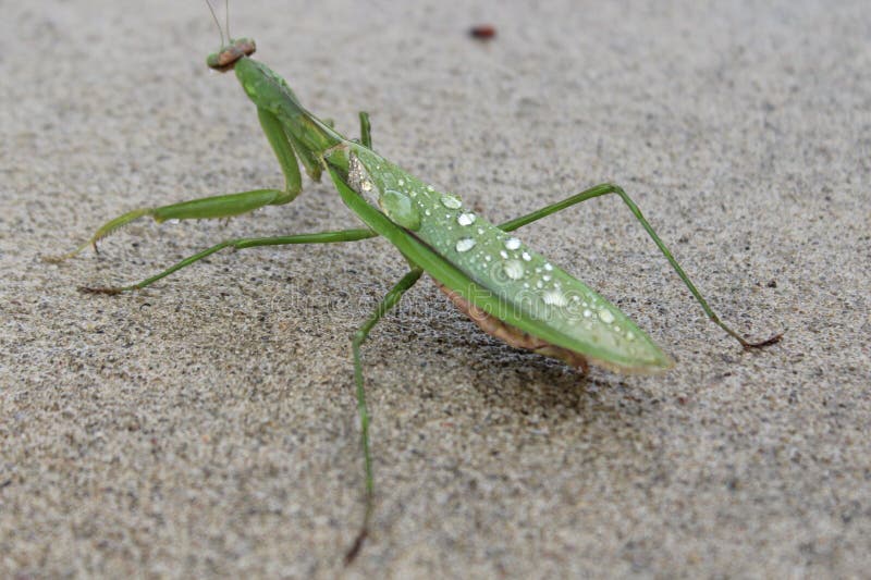 Mantis after the Rain stock image. Image of animal, green - 345184465