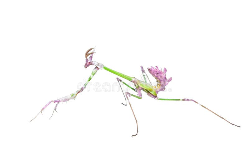 Mantis Raptor with Long Spiked Forelegs in Attack Pose Stock Image ...