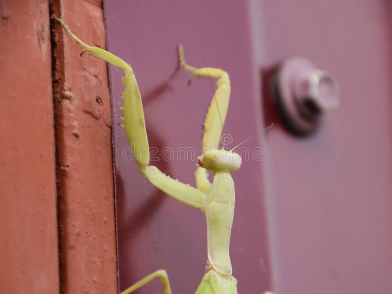 Mantis on Red Fence. Mating Mantises. Mantis Insect Predator. Stock ...