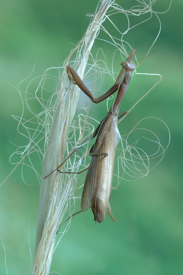 Mantis (Apteromantis Aptera) Stock Photo - Image of invertebrate ...