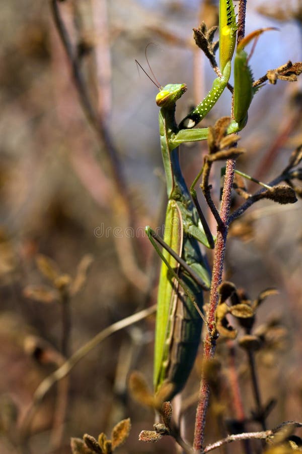 Mantis Religiosa stock photo. Image of animal, entomology - 23600150