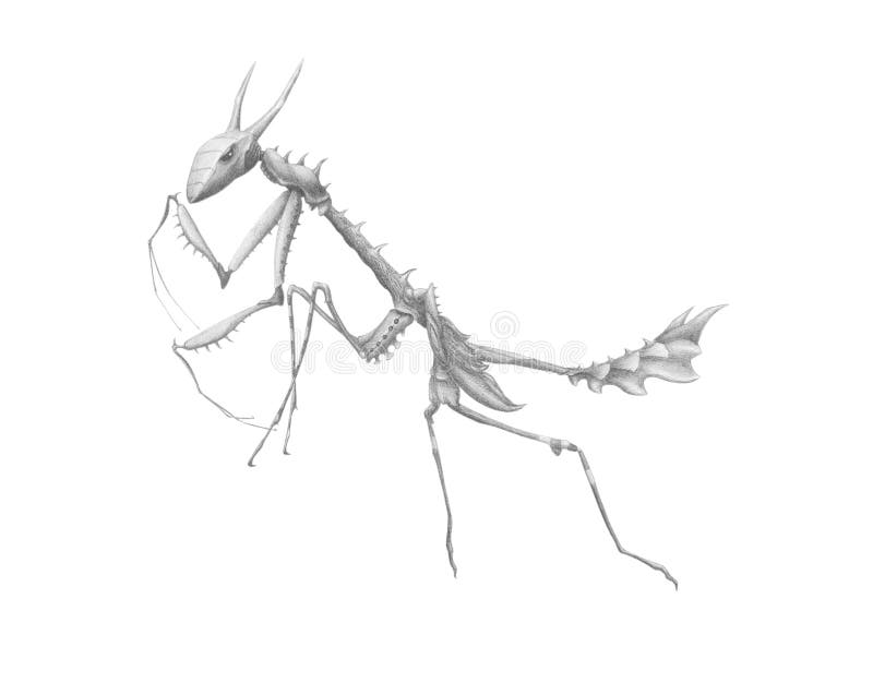 Mantis Religiosa Stock Illustrations – 86 Mantis Religiosa Stock ...