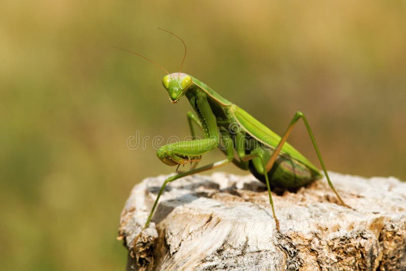 Mantis religiosa stock photo. Image of nature, mantis - 28092396