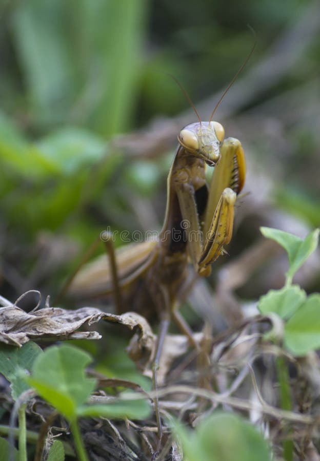 Mantis religiosa stock image. Image of prayer, insect - 59870369