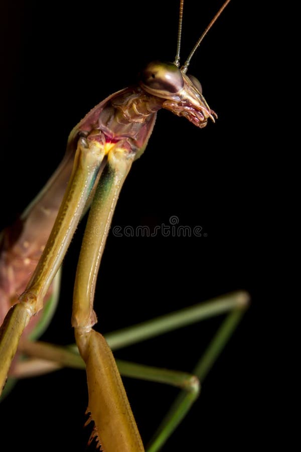 Mantis religiosa china foto de archivo. Imagen de vida - 79392938