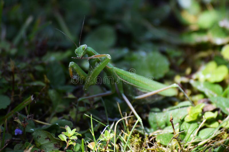 European Mantis Religiosa in the Grass Stock Photo - Image of outdoor ...