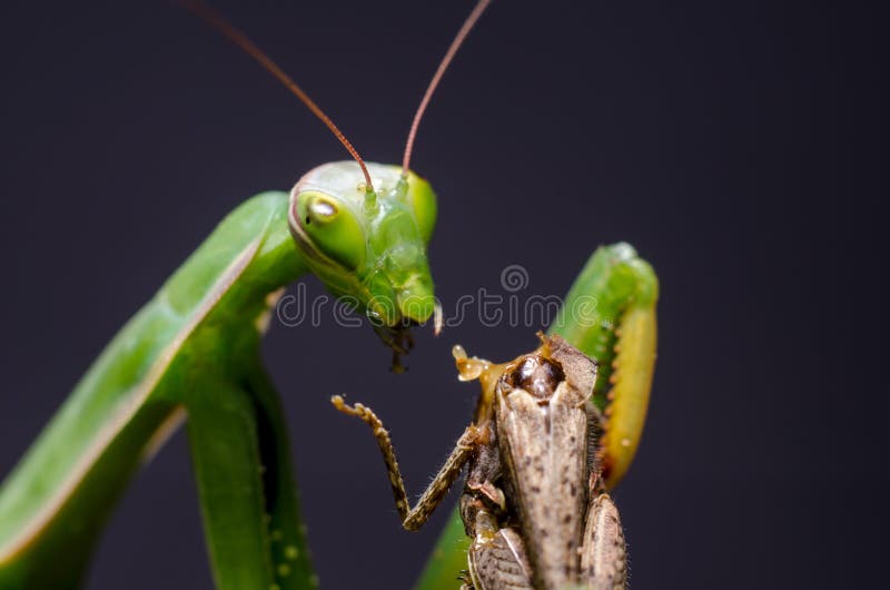 Mantis Religiosa Eating Grasshopper Stock Photo - Image of green ...