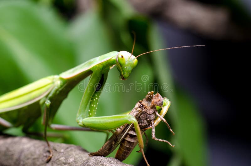 Mantis Religiosa Eating Grasshopper Stock Image - Image of flying ...