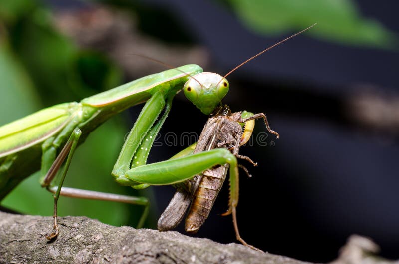 Mantis Religiosa Eating Grasshopper Stock Photo - Image of exotic ...