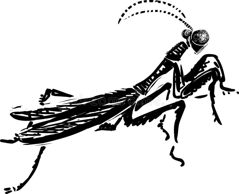 Mantis Religiosa, Ilustración Ilustración del Vector - Ilustración de ...