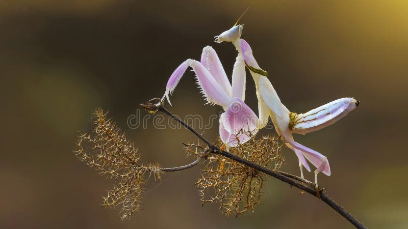 Mantis Religiosa En La Flor Imagen de archivo - Imagen de predicador ...