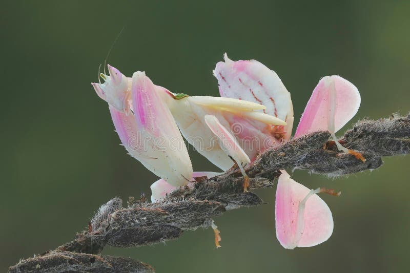 Mantis Religiosa En La Flor Foto de archivo - Imagen de verano ...