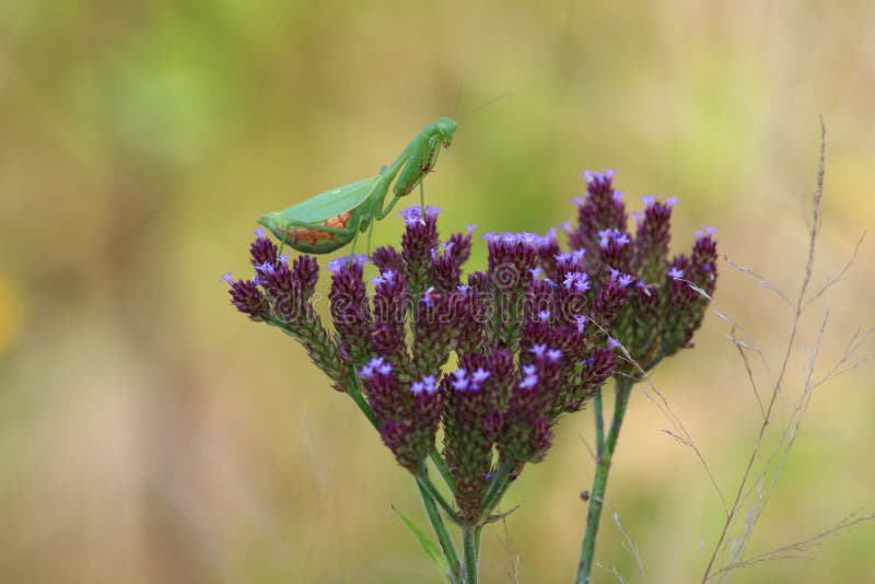 Mantis Religiosa En La Flor Imagen de archivo - Imagen de animal, pista ...