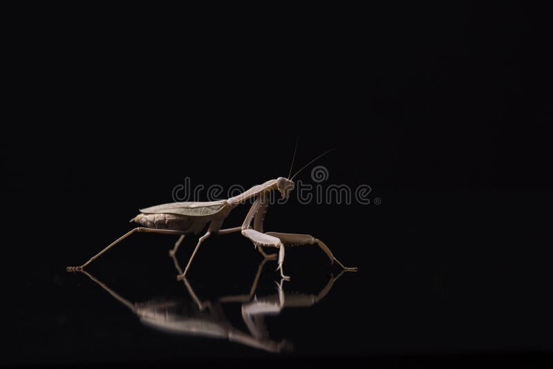 Mantis Religiosa En Superficie Negra Imagen de archivo - Imagen de ...