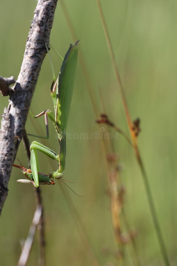 Mantis Religiosa Feeding on Its Prey Stock Image - Image of plant ...