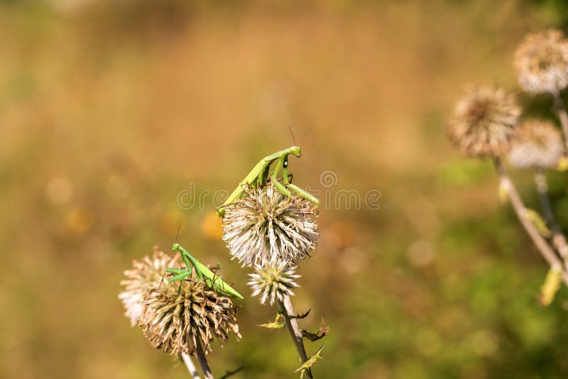 Mantis - Mantis Religiosa Green Animal Sitting on a Blade of Grass. Two ...