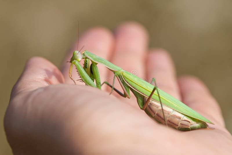 Mantis Religiosa on Human Hand Stock Image - Image of religiosa, legs ...