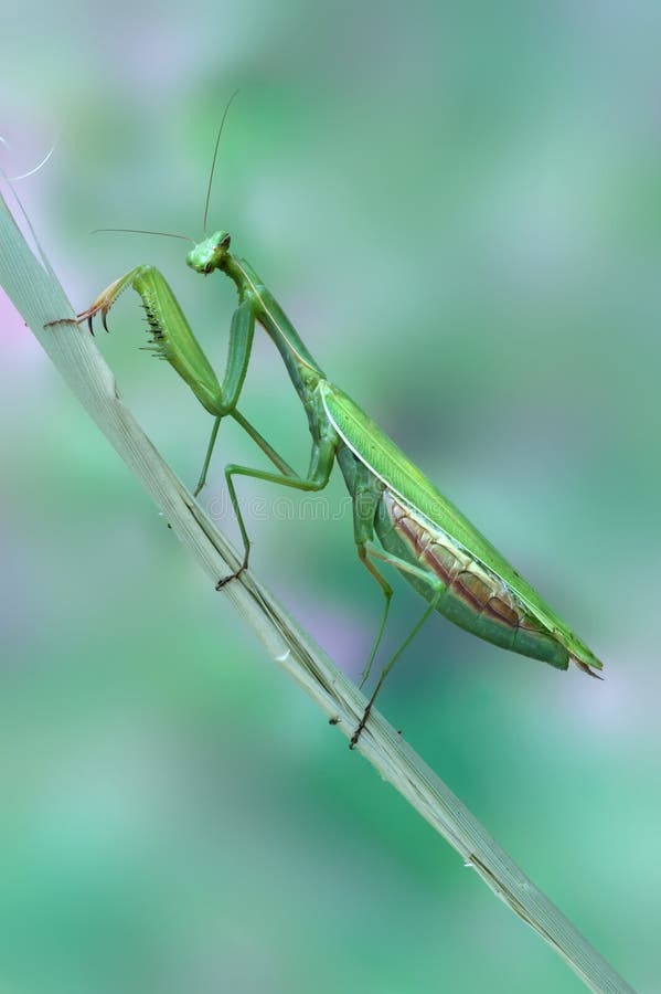 Mantis religiosa (male) stock image. Image of natural - 18145435