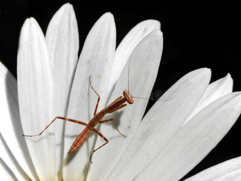 Mantis Rezadora Marrón En La Puerta De Una Casa Imagen de archivo ...