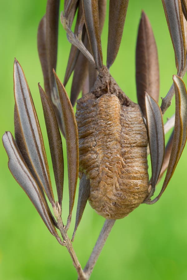 Ootheca Mantis On A Tree Stump. The Eggs Of The Insect Laid In The ...