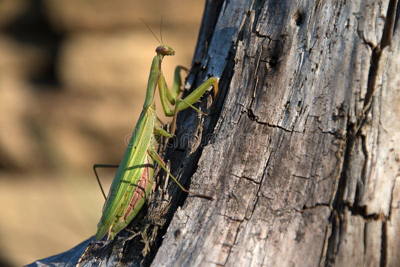 Mantis Religiosa. Religious Mantis on Wood. Sunny Day. Stock Photo ...