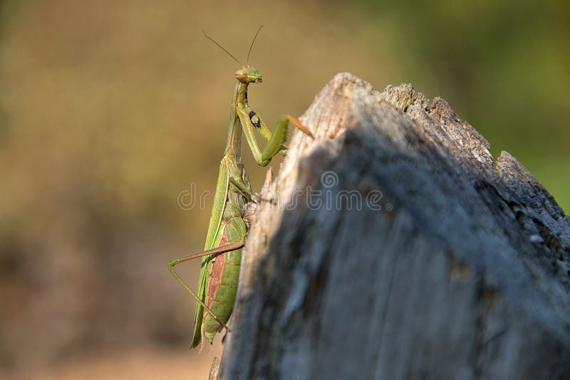 Mantis Religiosa. Religious Mantis on Wood. Sunny Day. Stock Image ...