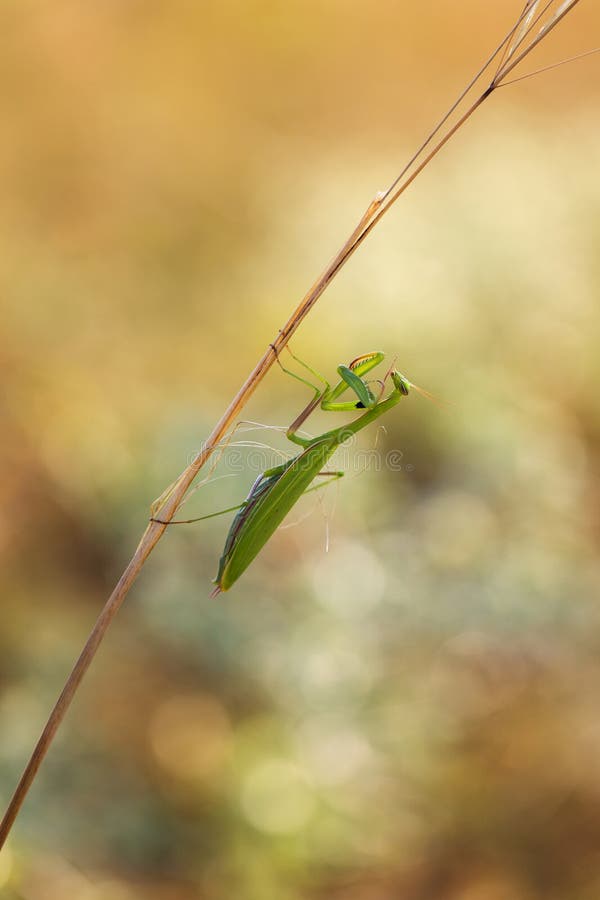 Mantis Religiosa - Mantis Sitting on a Dry Meadow Flower Growing in a ...