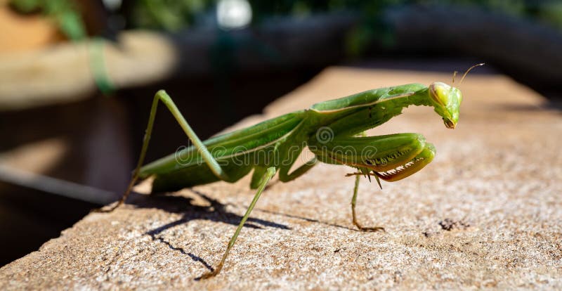Mantis Religiosa Under a daily Sun with Background (praying Mantis ...
