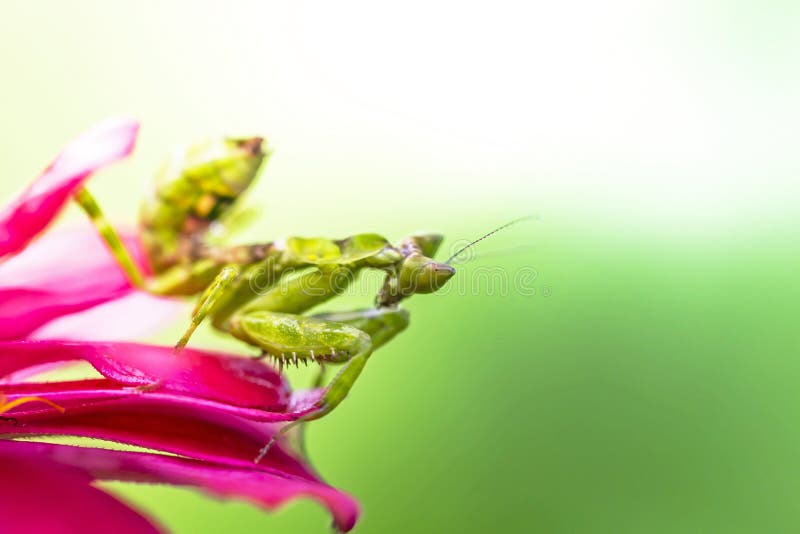 Mantis Religiosa Verde De La Flor Foto de archivo - Imagen de ...