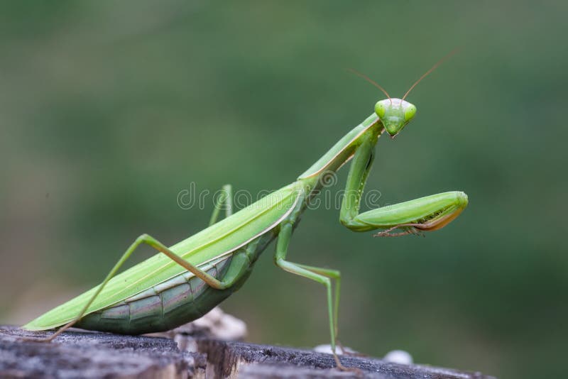 Mantis Religiosa Verde En La Flor Foto de archivo - Imagen de retrato ...