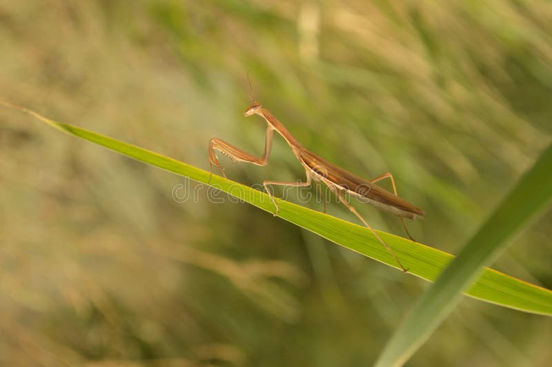 Mantis religious stock image. Image of grass, animal - 84822007