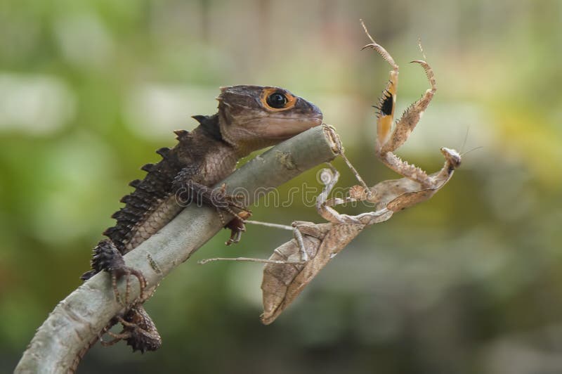 Reptilel Stock Photos - Free & Royalty-Free Stock Photos from Dreamstime