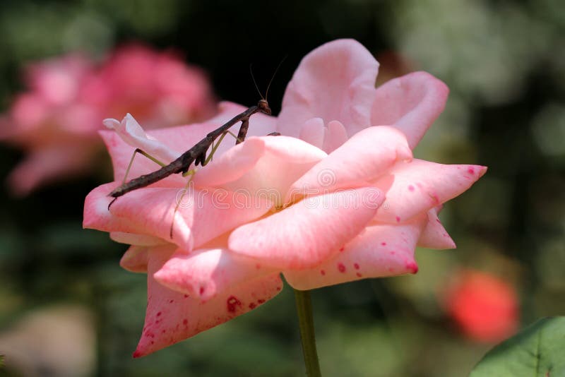 Mantis Resting stock image. Image of bloom, flower, spring - 28474243