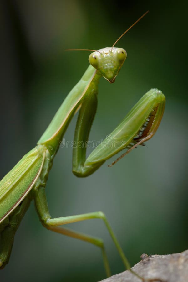 Mantis Comiendo Lagarto - Mantis Religiosa Imagen de archivo - Imagen ...